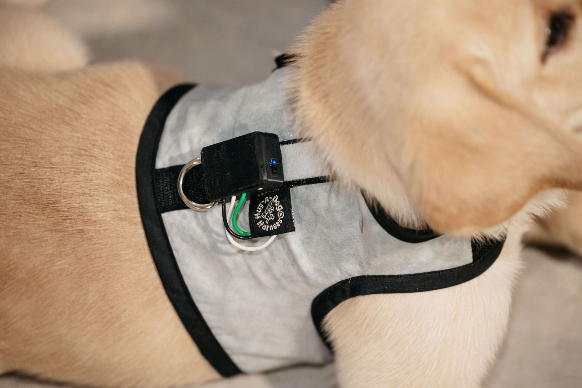 Smart Collar, the service dog innovation that could 'save charities ...